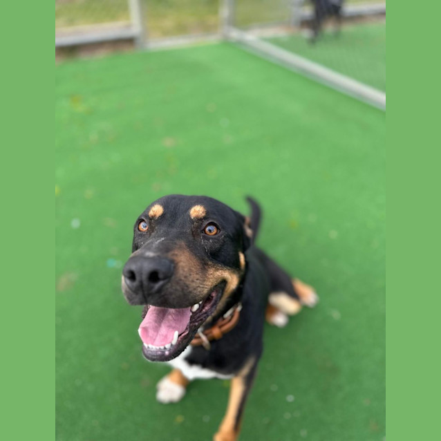 Kovu - Large Male Kelpie x Rottweiler Dog in VIC - PetRescue