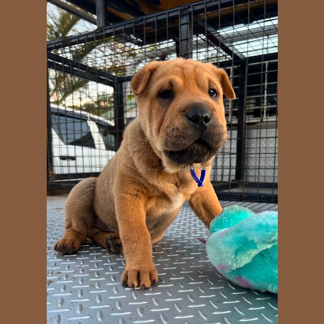 Yogi - 12 Week Old Shar Pei X - Medium Male Shar-Pei Mix Dog in NSW ...