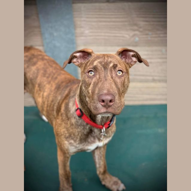 Garfunkel - Large Male Bull Arab Mix Dog in VIC - PetRescue