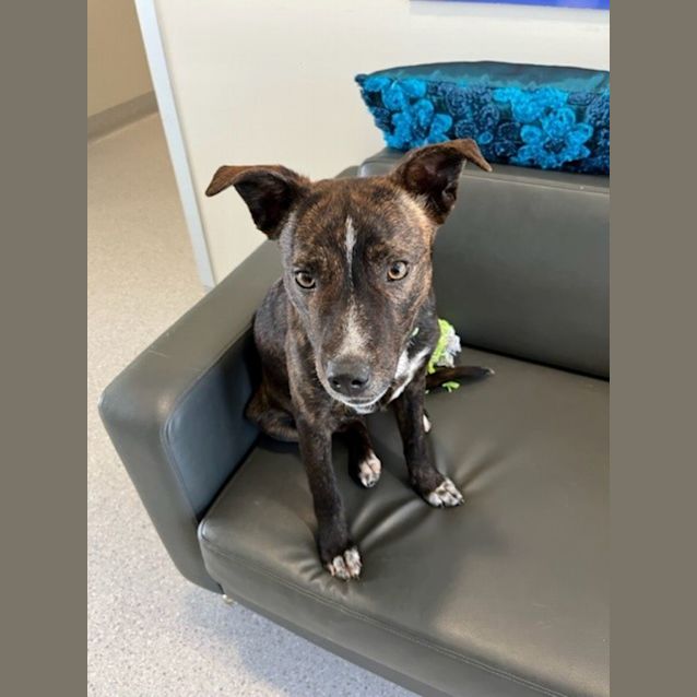 Peri Peridot - Medium Female Staffy Mix Dog in QLD - PetRescue