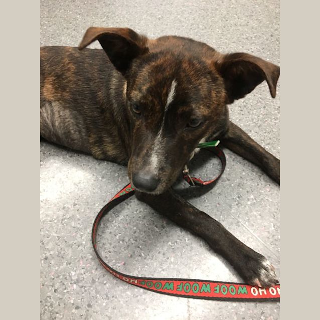 Peri Peridot - Medium Female Staffy Mix Dog in QLD - PetRescue