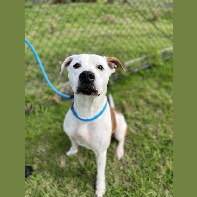 Daisy - Large Female American Bulldog x Rhodesian Ridgeback Mix Dog in ...