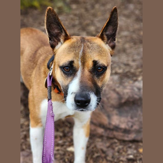 Allyra - Small Female Jack Russell Terrier x Staffy Mix Dog in VIC ...