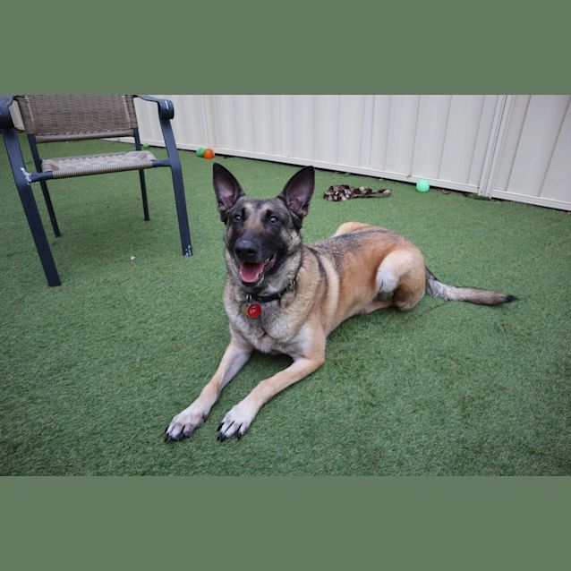 Zena - Large Female Dutch Shepherd x Belgian Malinois Mix Dog in VIC ...