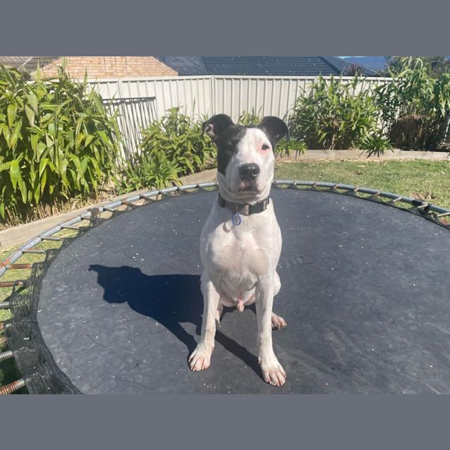 Prince - 7 Month Old Bull Arab X - Large Male Bull Arab Mix Dog in NSW ...