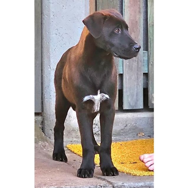 Ginger - Large Male Labrador x German Shepherd Mix Dog in QLD - PetRescue