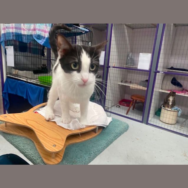 Annie - Female Domestic Short Hair Cat in VIC - PetRescue