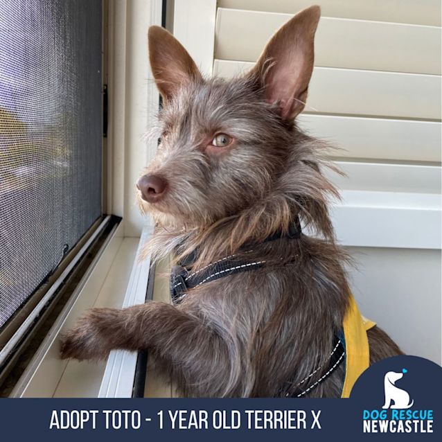 Toto - 1 Year Old Terrier X (Trial 28/9/23) - Small Male Terrier Mix ...
