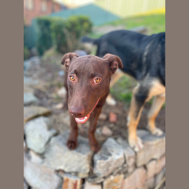 Astro - 11 Month Old Kelpie (Trial) - Medium Male Kelpie Dog in NSW ...