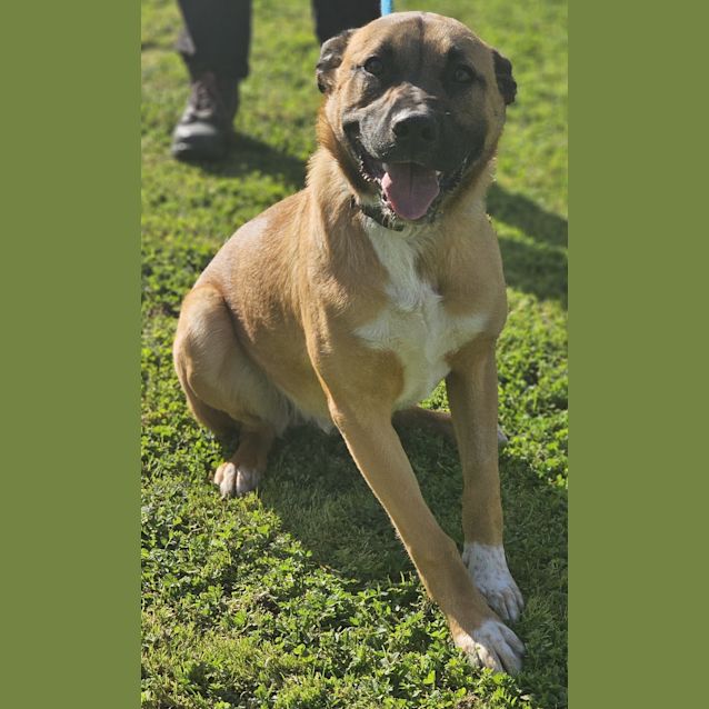 Timmy - Large Male Kelpie x Rhodesian Ridgeback Mix Dog in VIC - PetRescue