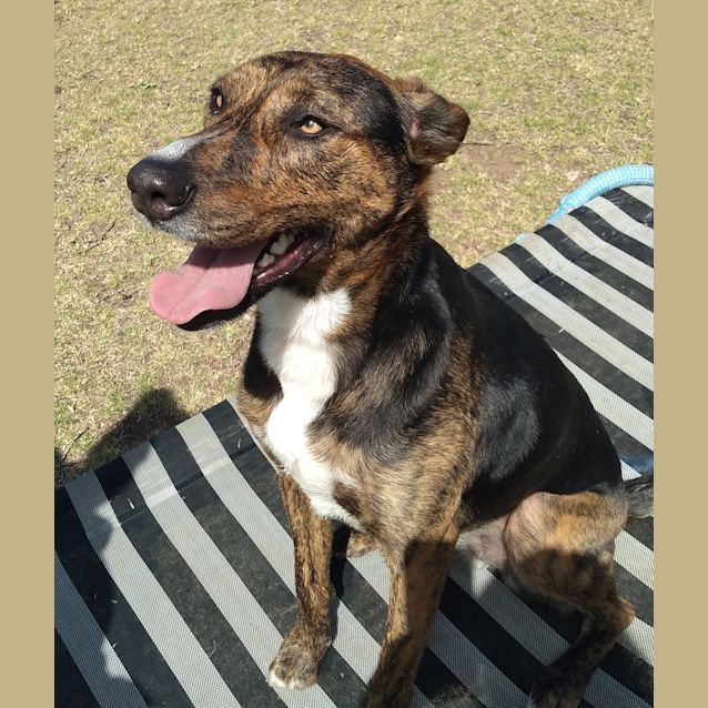Lexi - Medium Female Kelpie x Louisiana Catahoula Leopard Dog Mix Dog ...
