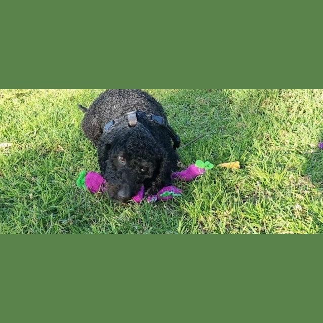 Otto Van Winkle - Medium Male Poodle Mix Dog in VIC - PetRescue
