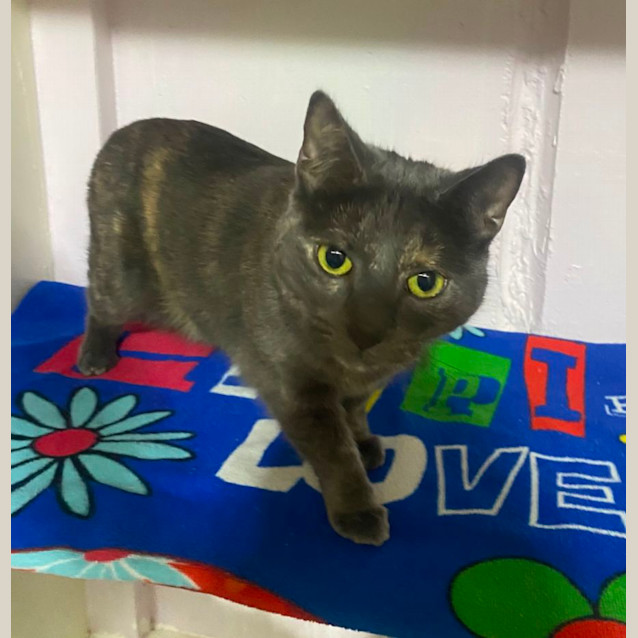 Alanis - Female Russian Blue x Domestic Short Hair Mix Cat in VIC ...