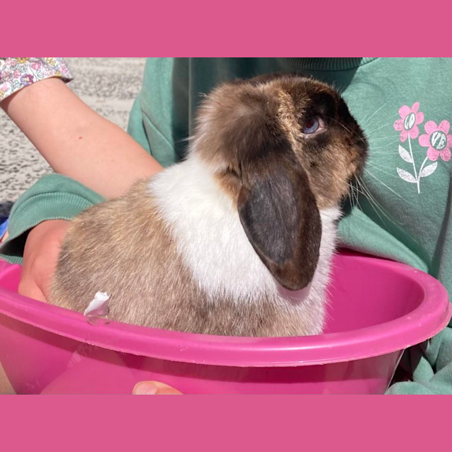 Benji Bunny - Male Mini Lop Rabbit in NSW - PetRescue