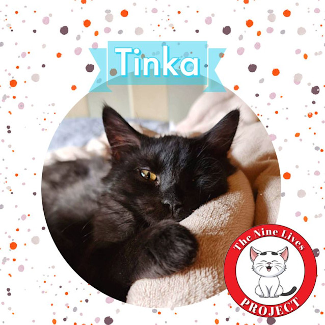 Tinka *9 Lives Project Rescue* - Male Domestic Medium Hair Cat in VIC ...