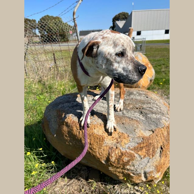 Boof - Medium Male Red Heeler x American Staffordshire Bull Terrier Dog ...