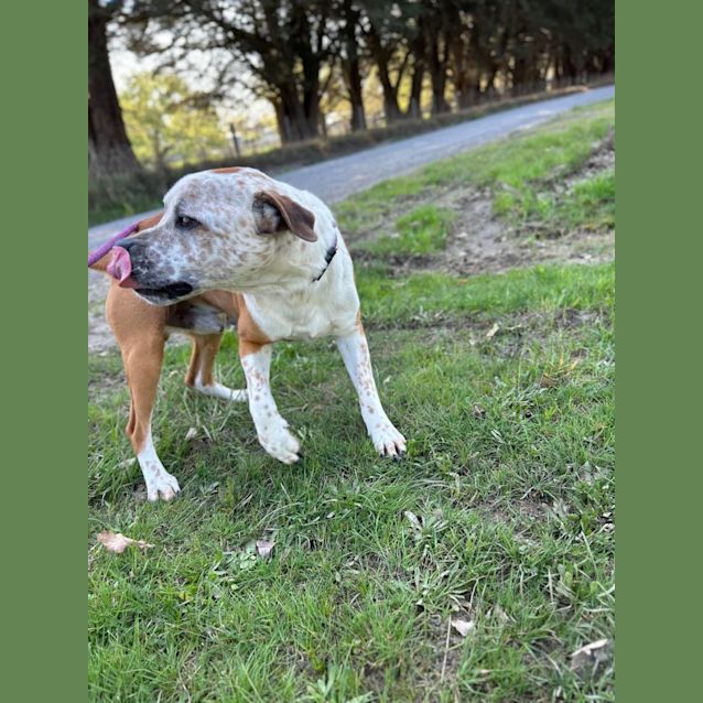 Boof - Medium Male Red Heeler x American Staffordshire Bull Terrier Dog ...