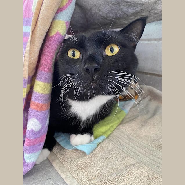 Pumba - Male Domestic Short Hair Mix Cat in QLD - PetRescue