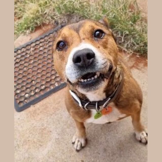 Bitza - Medium Male Mastiff x Mixed Breed Mix Dog in WA - PetRescue