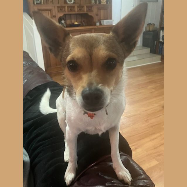 Penny - Small Female Chihuahua x Fox Terrier Mix Dog in WA - PetRescue