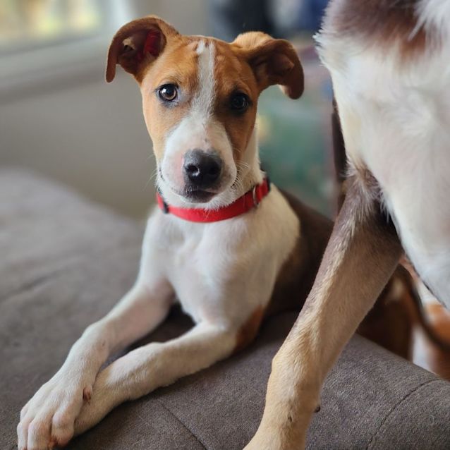 Elijah - Medium Male Mixed Breed Dog in VIC - PetRescue