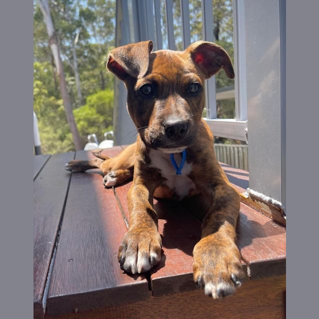 Sinatra - Medium Male Staffy x Rhodesian Ridgeback Mix Dog in QLD ...