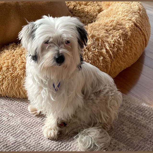 Princess - 8 Year Old Maltese X Shih Tzu (Trial) - Small Female Maltese ...