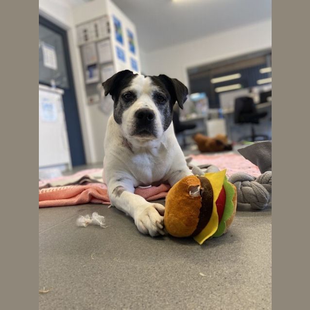 Busta - Medium Male Staffy x Border Collie x Jack Russell Terrier Mix ...