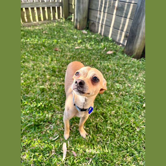 Thor - 11 Month Old Chihuahua X Mini Foxy (Trial) - Small Male ...