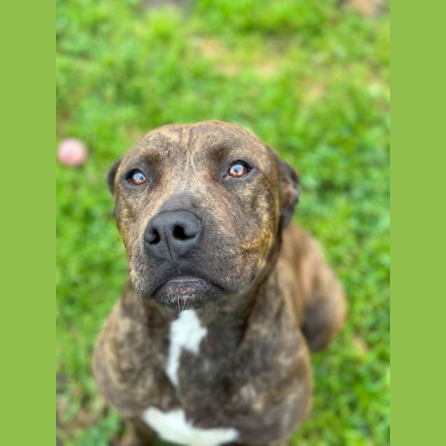 Marley - Medium Female Staffy Mix Dog in VIC - PetRescue