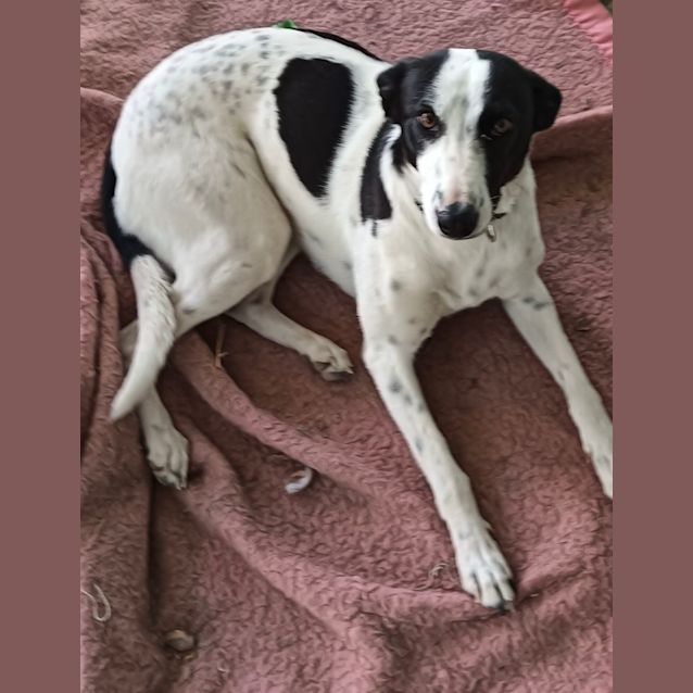 Chase - Medium Female Whippet x Border Collie Mix Dog in QLD - PetRescue