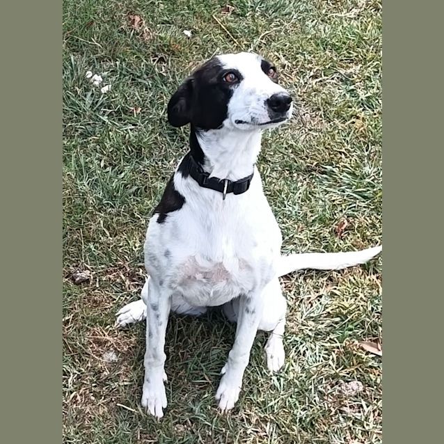 Chase - Medium Female Whippet x Border Collie Mix Dog in QLD - PetRescue