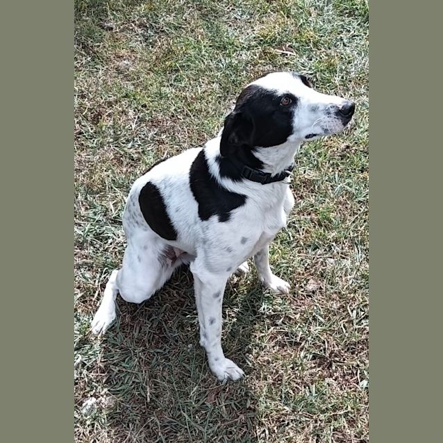 Chase - Medium Female Whippet x Border Collie Mix Dog in QLD - PetRescue