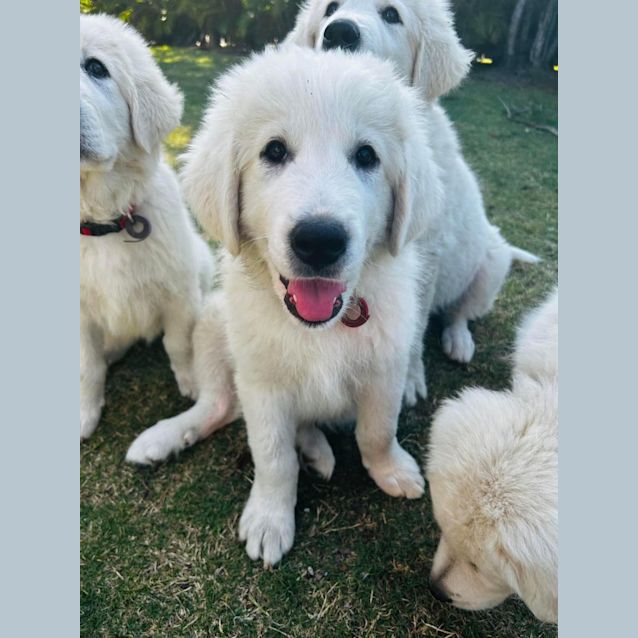 Malakai - Large Male Maremma Sheepdog Dog in QLD - PetRescue
