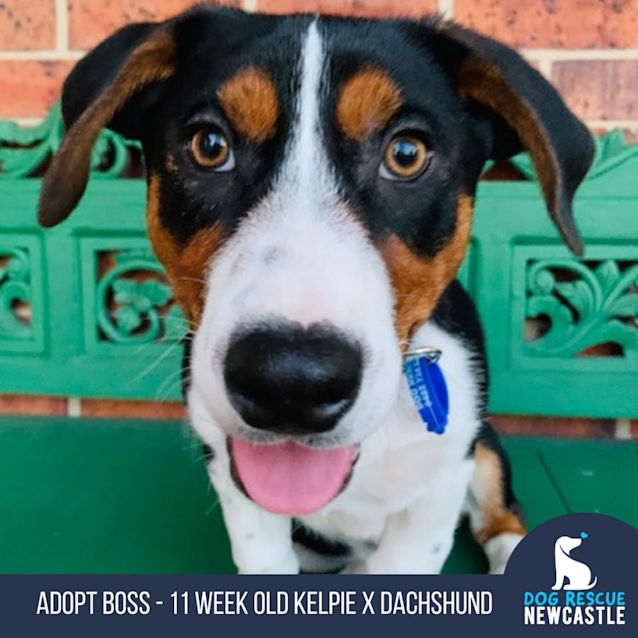 Boss - 3 Month Old Kelpie X Dachshund (Trial) - Medium Male Kelpie x ...