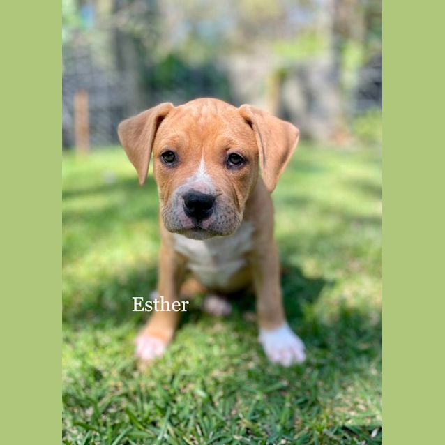 Esther or Peaches - 8 Week Old Staffy (Trial) - Medium Female Staffy ...