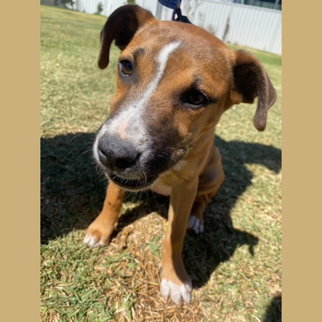 Hope - 4 Month Old Staffy X (Trial) - Medium Female Staffy Mix Dog in ...
