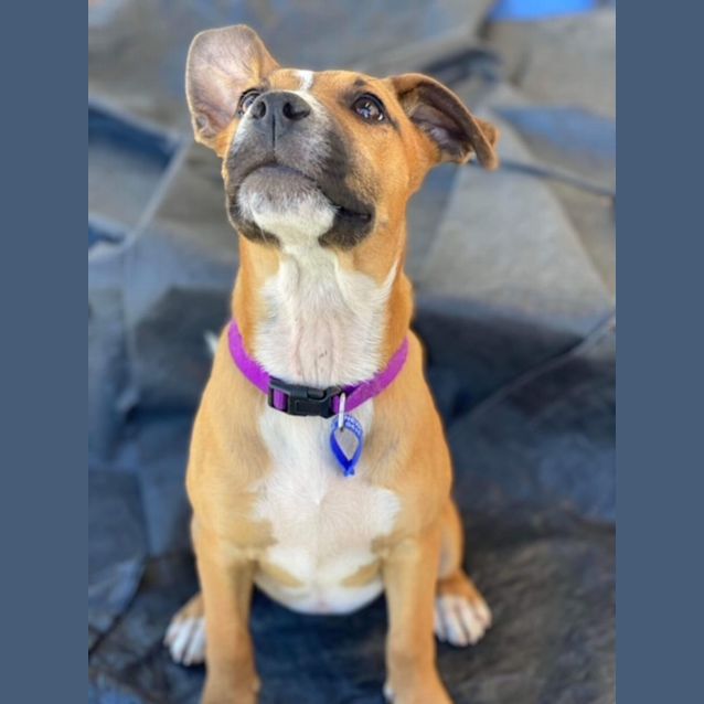 Hope - 4 Month Old Staffy X (Trial) - Medium Female Staffy Mix Dog in ...