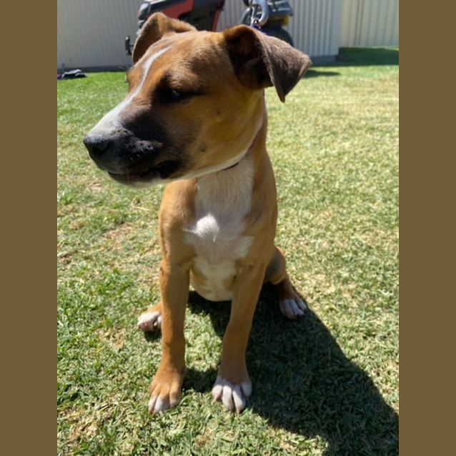 Hope - 4 Month Old Staffy X (Trial) - Medium Female Staffy Mix Dog in ...
