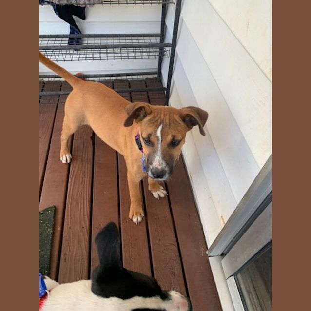 Hope - 4 Month Old Staffy X (Trial) - Medium Female Staffy Mix Dog in ...
