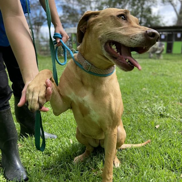 Coco - Large Female Rhodesian Ridgeback x American Staffordshire Bull ...