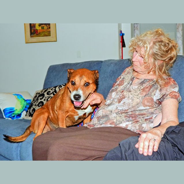 Bitza - Medium Male Mastiff x Mixed Breed Mix Dog in WA - PetRescue