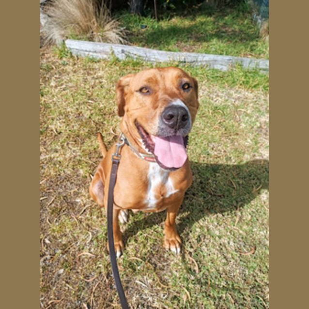 Otis (38455) - Large Male Rhodesian Ridgeback Mix Dog in VIC - PetRescue