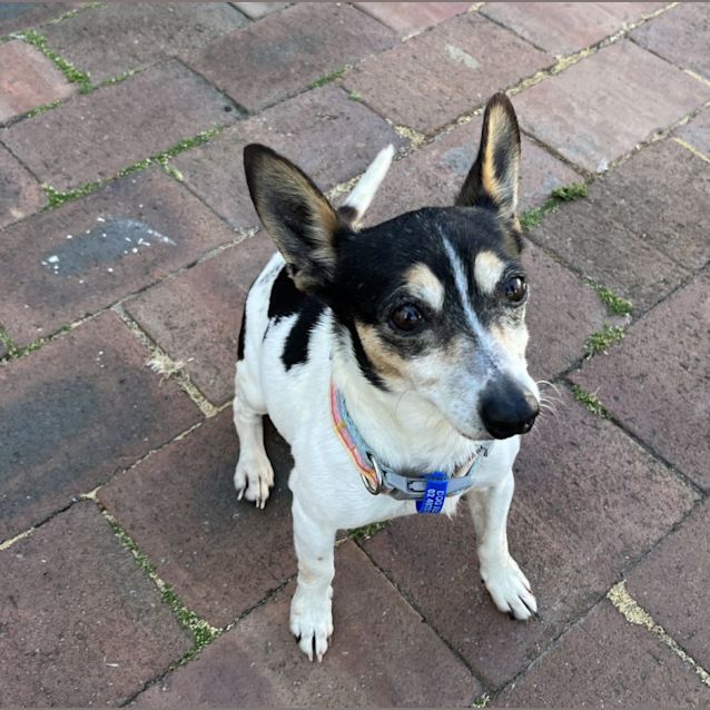 Gus 🏆 8yo Mini Foxy (Trial 3/11/23) - Small Male Miniature Fox Terrier ...