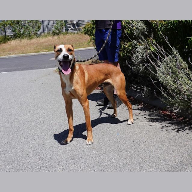 Hendrix - Medium Male Greyhound x Kelpie Dog in WA - PetRescue