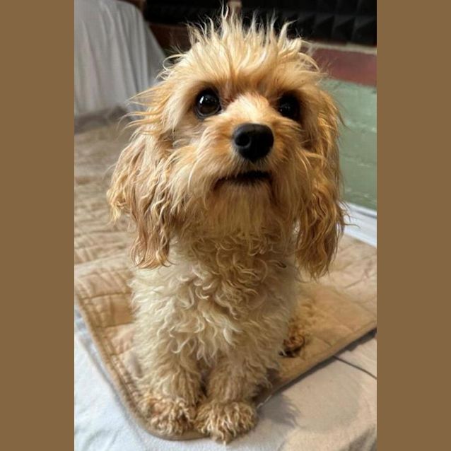 Teddy - Medium Male Cavoodle Dog in VIC - PetRescue