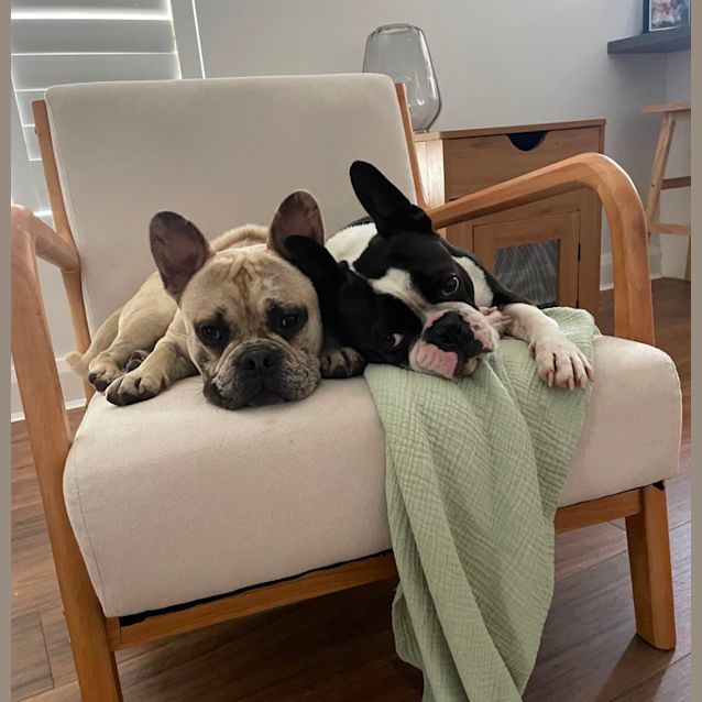 Lenny - 1 Year Old French Bulldog X Pug (Trial) - Small Male French ...