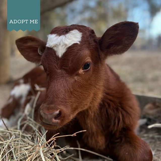 Angus, Love & Jessie - Female Cow in QLD - PetRescue
