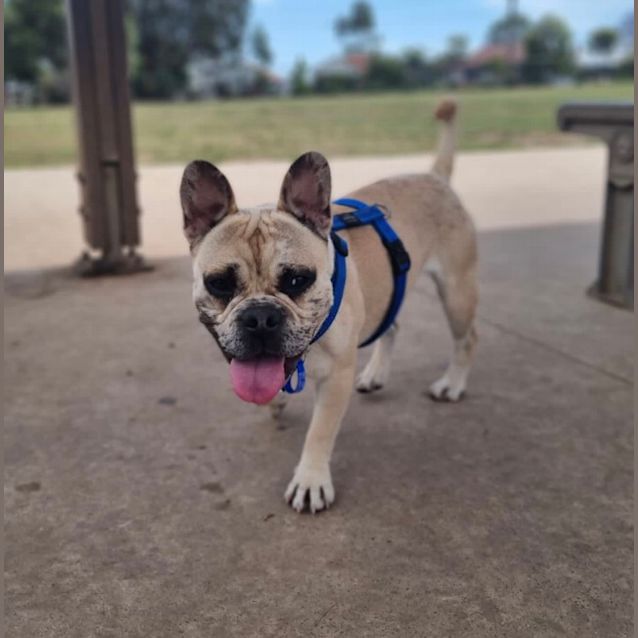 Lenny - 1 Year Old French Bulldog X Pug (Trial) - Small Male French ...