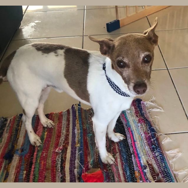 Max - 6 Year Old Tenterfield Terrier (Trial) - Small Male Tenterfield ...